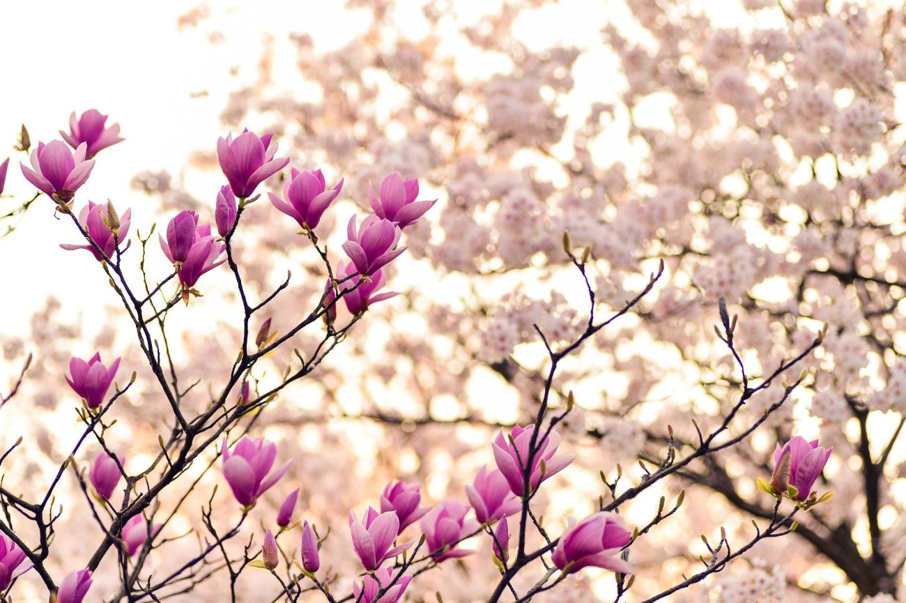 Magnolije – najzgodnejše cvetoče rastline, primerne za vsak vrt