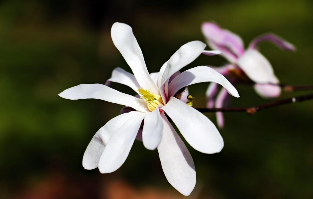 Magnolije – najzgodnejše cvetoče rastline, primerne za vsak vrt