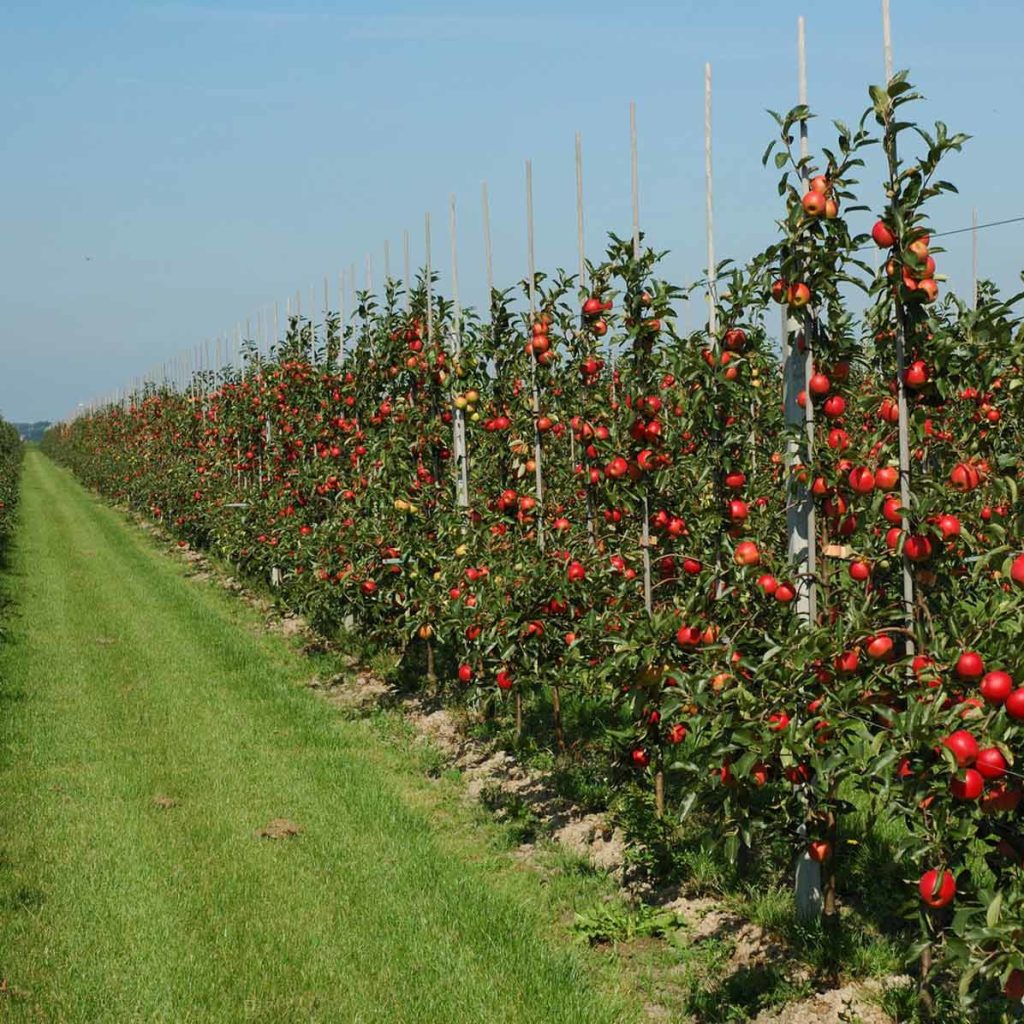 Vse sadike | Plant Garden